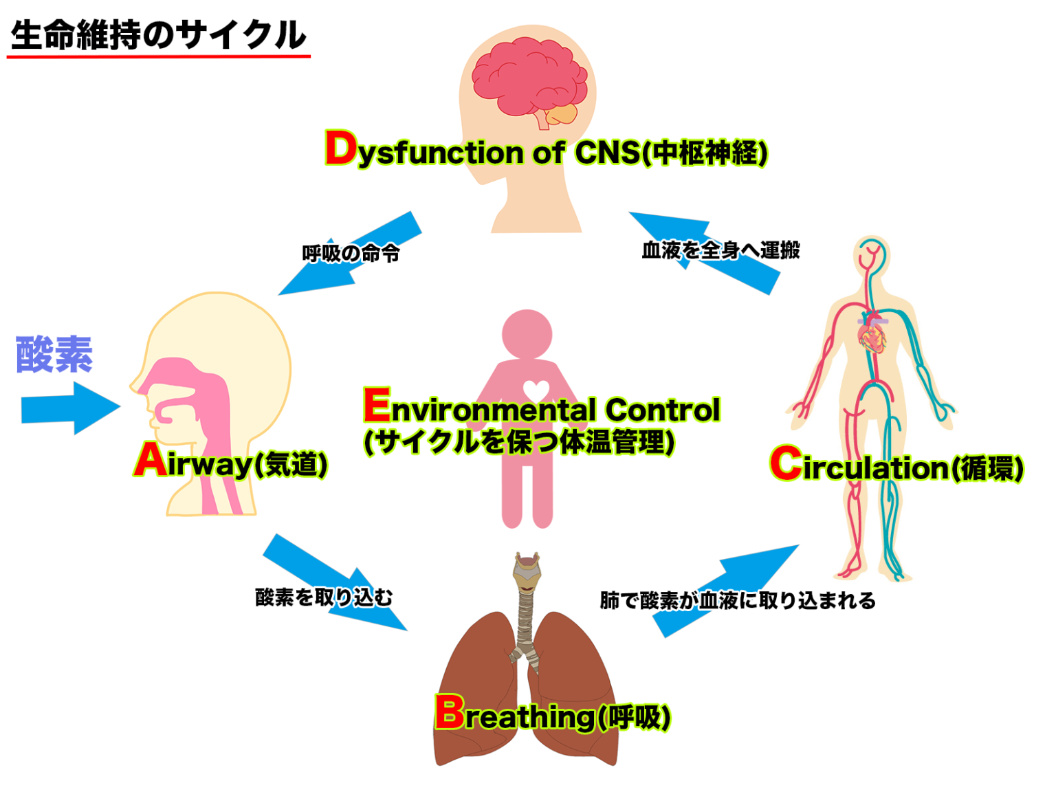 救急のABCDEとは！？｜syobo-manablog